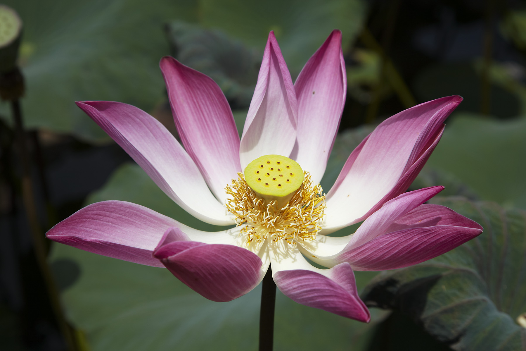 Lotus Flower - Martin Rauchenwald Photographie